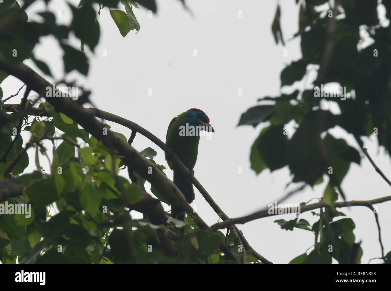 June 19, 2026, Siliguri, West Bengal, India: A Blue-throated Barbet ...