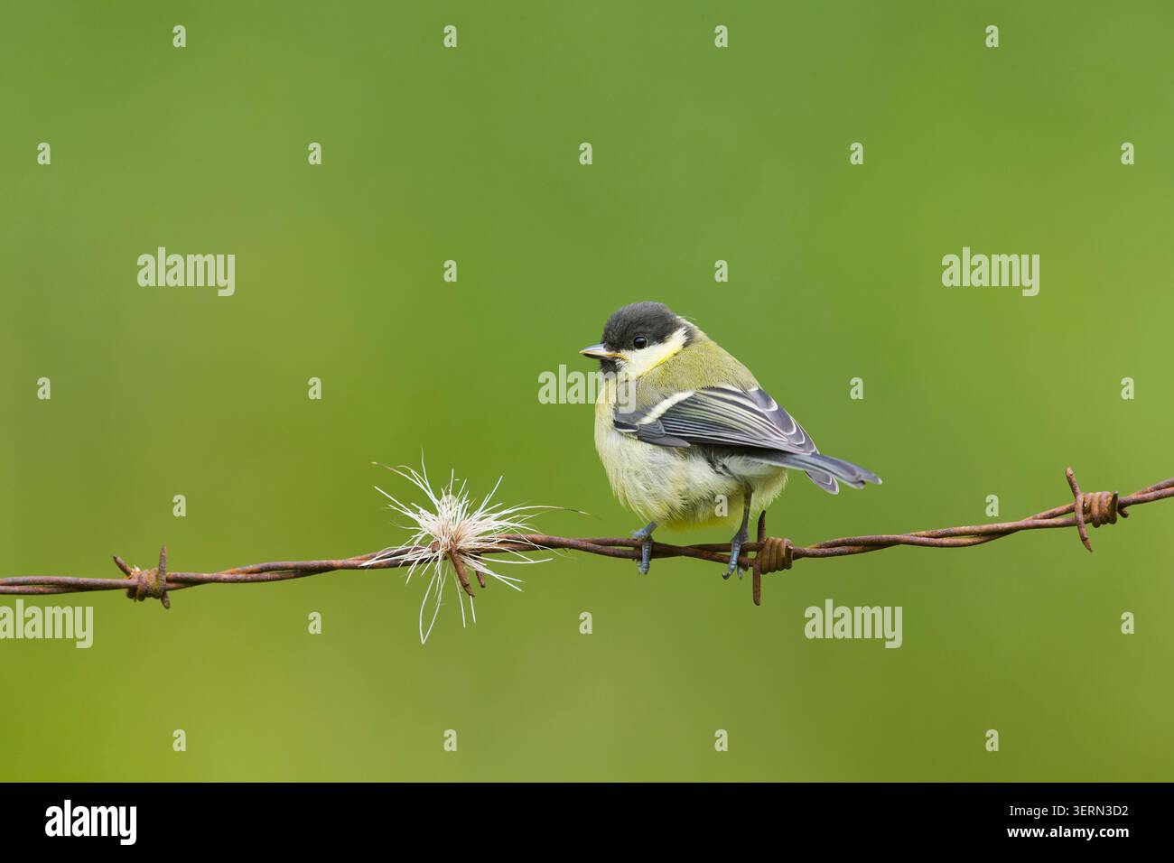 Great tit Parus major, juvenile perched on barbed wire, Suffolk ...