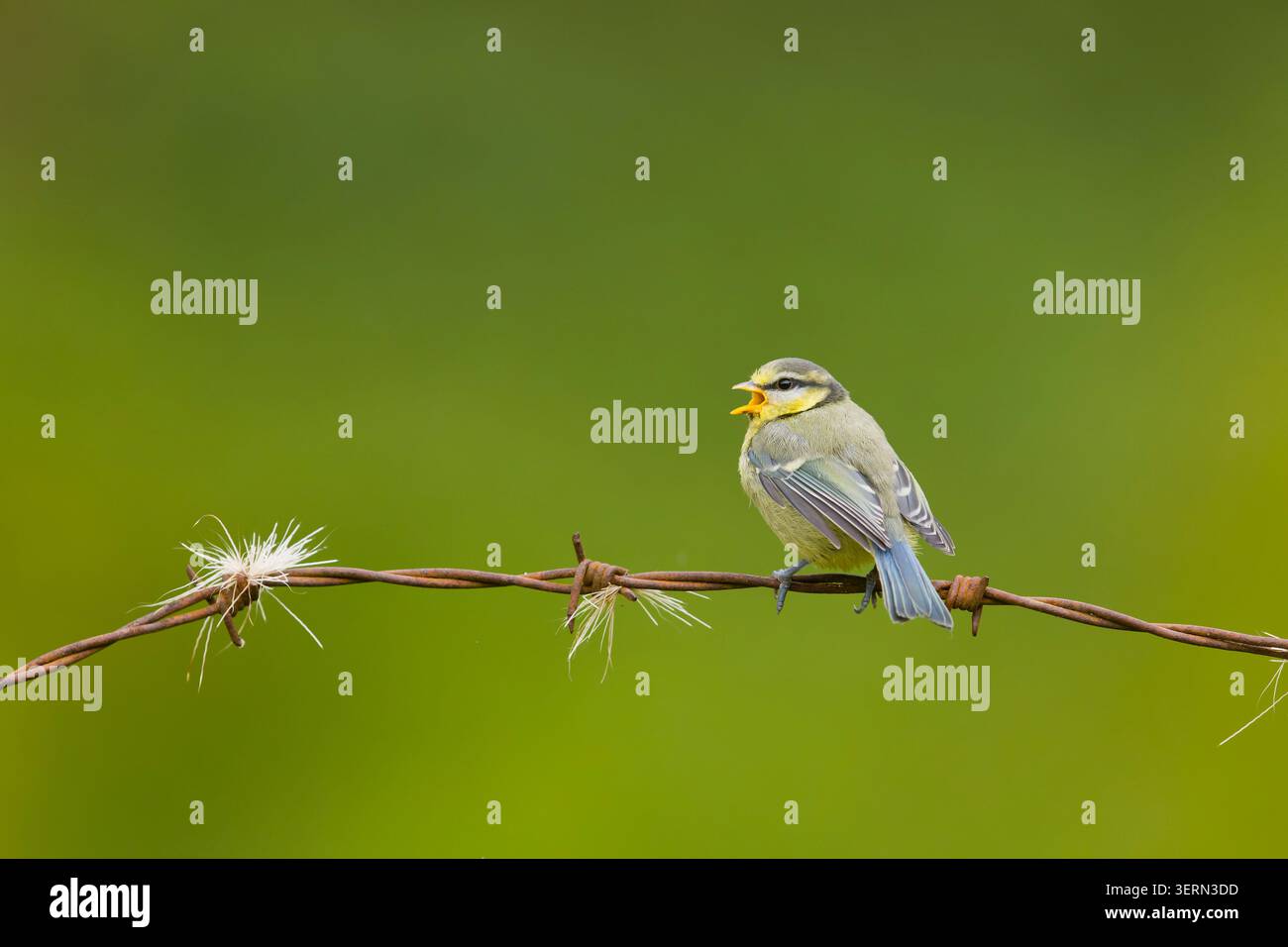 Blue tit Cyanistes caeruleus, juvenile perched on barbed wire, begging ...