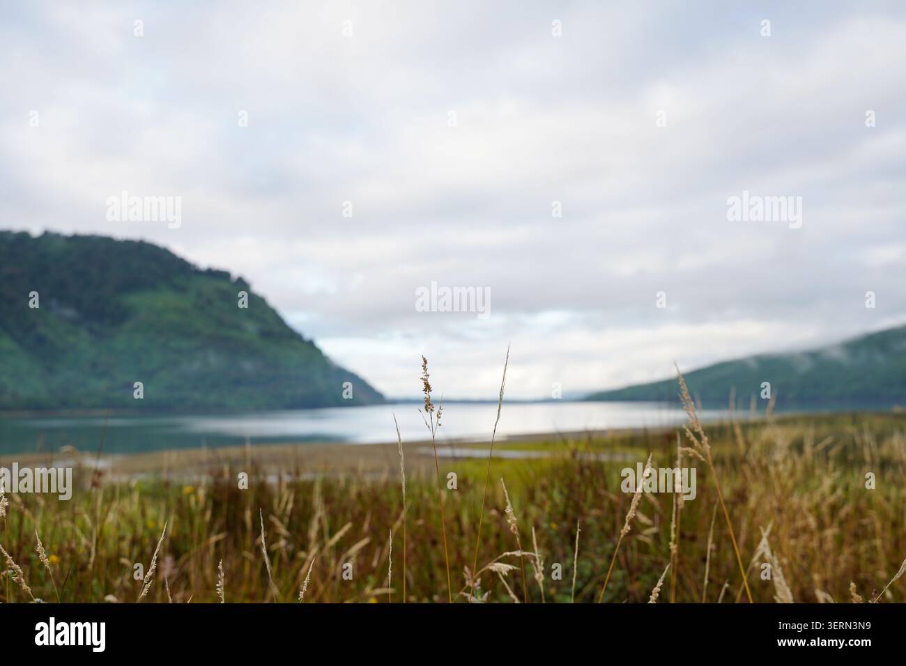 Wild Grasses Framing a Tranquil Fjord, Puyuhuapi, Chile Stock Photo - Alamy