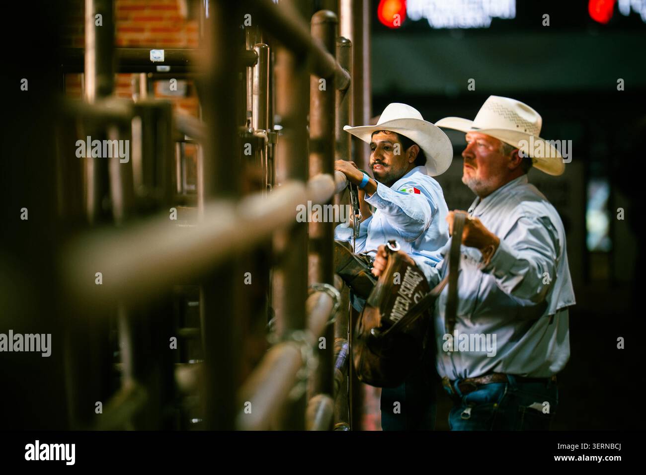 People look after cattle as England fans watch a rodeo at the Cowtown ...
