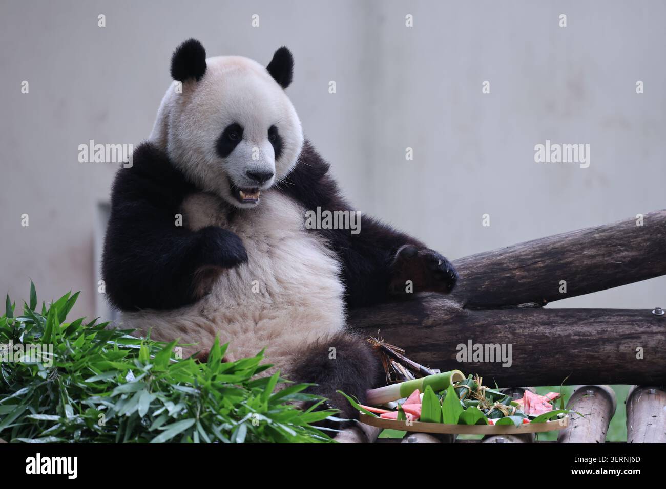 CHONGQING, CHINA - JUNE 19, 2026 - Giant Panda 'Mangxiaowu' Enjoys ...