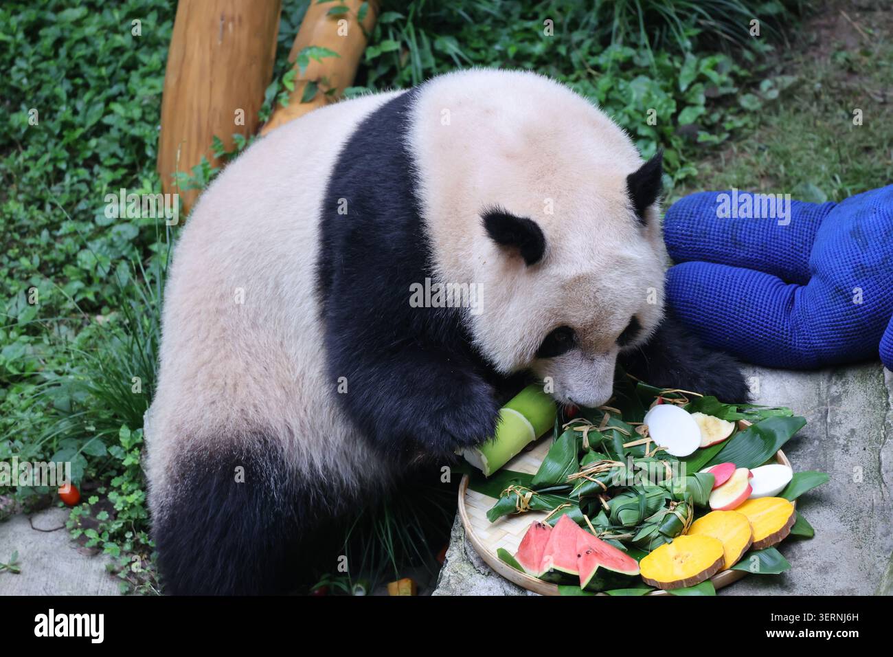 CHONGQING, CHINA - JUNE 19, 2026 - Giant Panda 'Qizhen' Enjoys ...