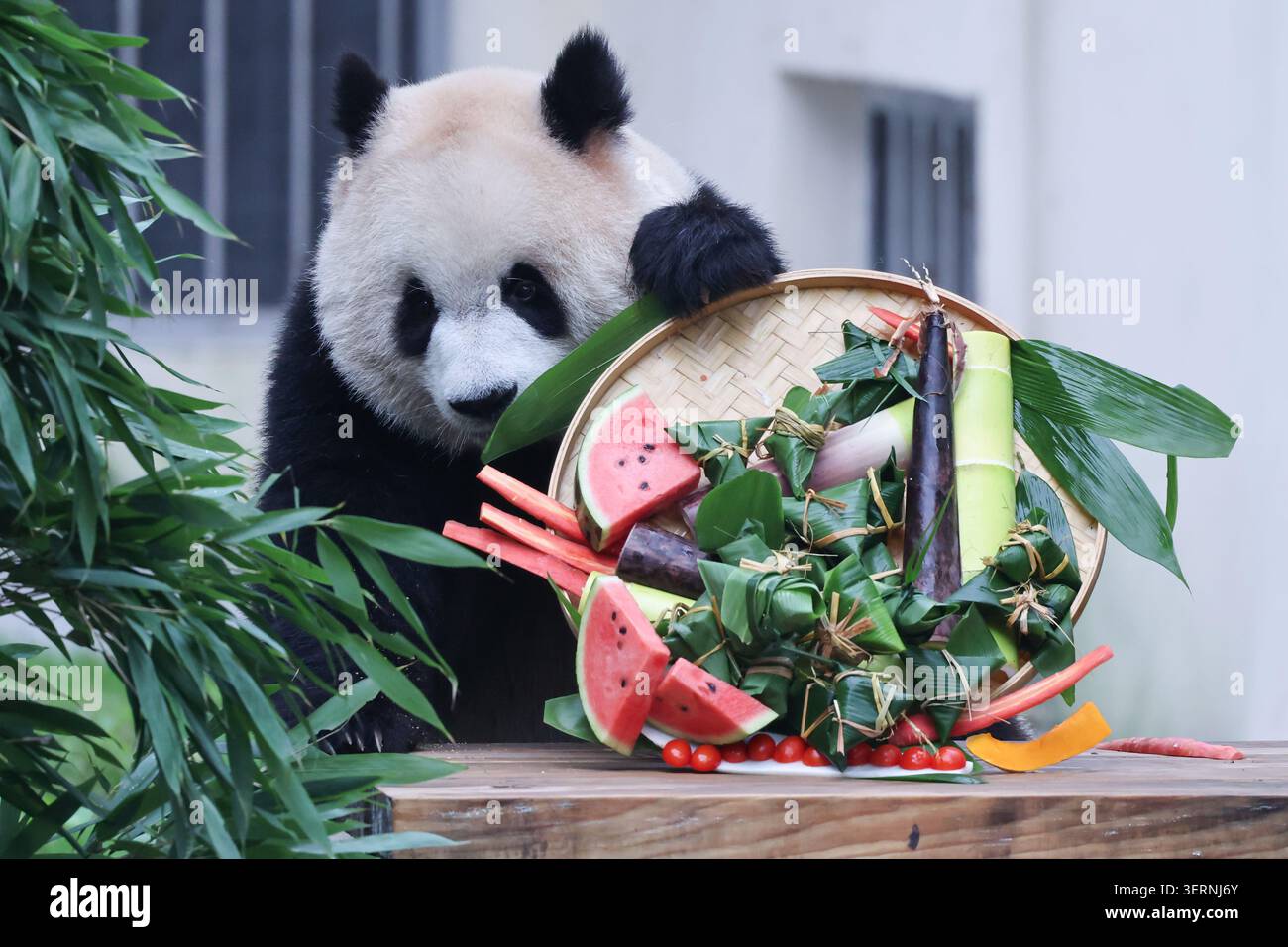 CHONGQING, CHINA - JUNE 19, 2026 - Giant Panda 'Yu Ai' Enjoys ...
