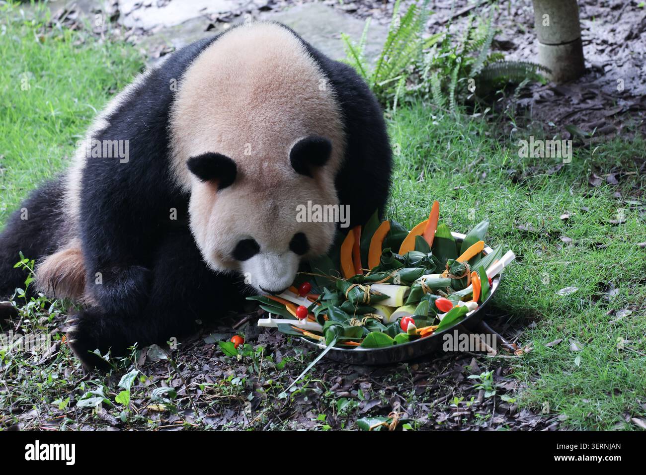 CHONGQING, CHINA - JUNE 19, 2026 - Giant Panda 'Liangyue' Enjoys ...