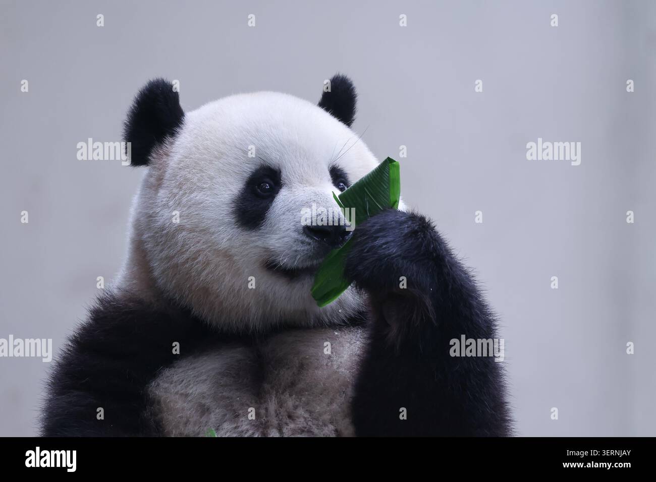 CHONGQING, CHINA - JUNE 19, 2026 - Giant Panda 'Mangxiaowu' Enjoys ...