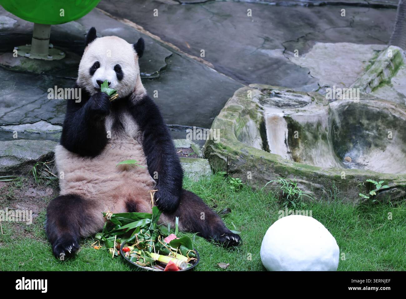 CHONGQING, CHINA - JUNE 19, 2026 - Giant Panda 'Shuangshuang' Enjoys ...
