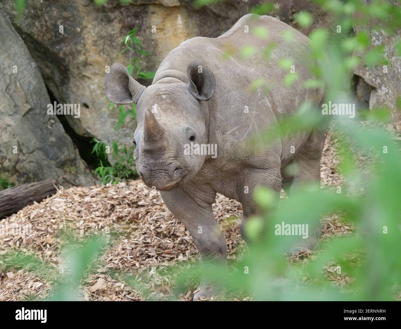 Tiere im Zoo Krefeld in Deutschland im Bundesland NRW. Spitzmaulnashorn ...