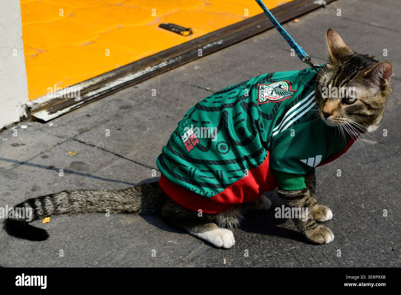 A private security guard takes his Milanese cat, wearing a Mexican ...