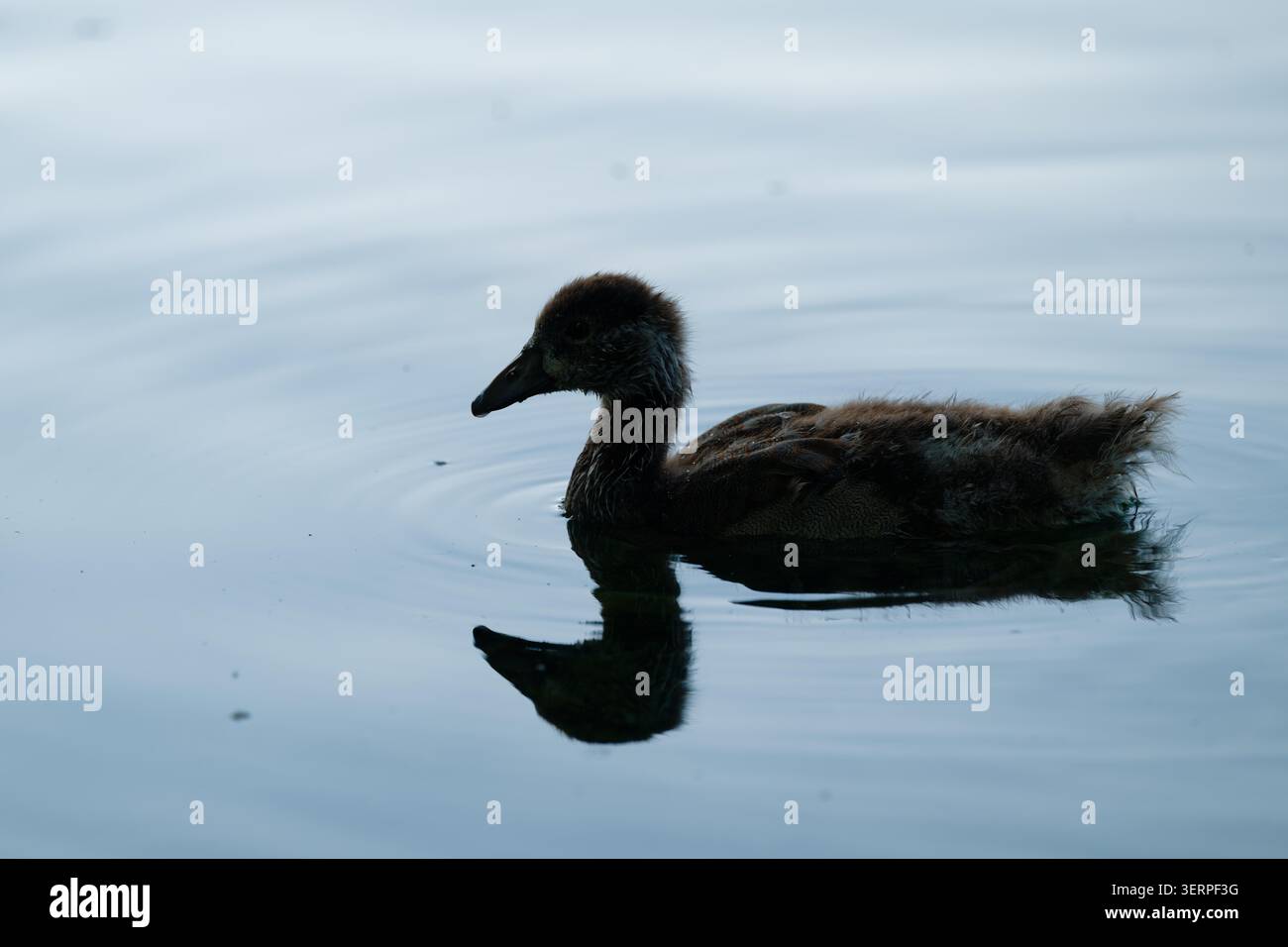 19 June 2026, Baden-Württemberg, Mannheim: A young Nile goose is ...