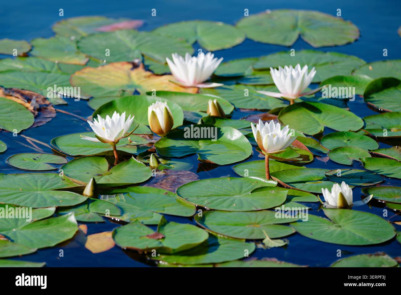 19 June 2026, Baden-Württemberg, Mannheim: Blooming water lilies float ...