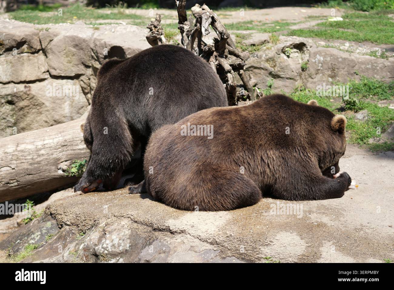 19 June 2026, Berlin: Brown bears played with a so-called "ice bomb" at ...