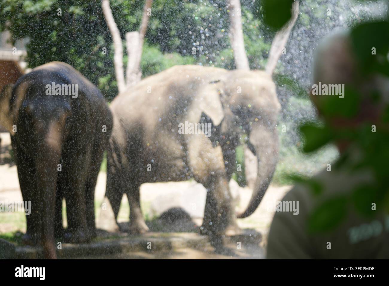 19 June 2026, Berlin: A zookeeper is spraying two elephants with a hose ...