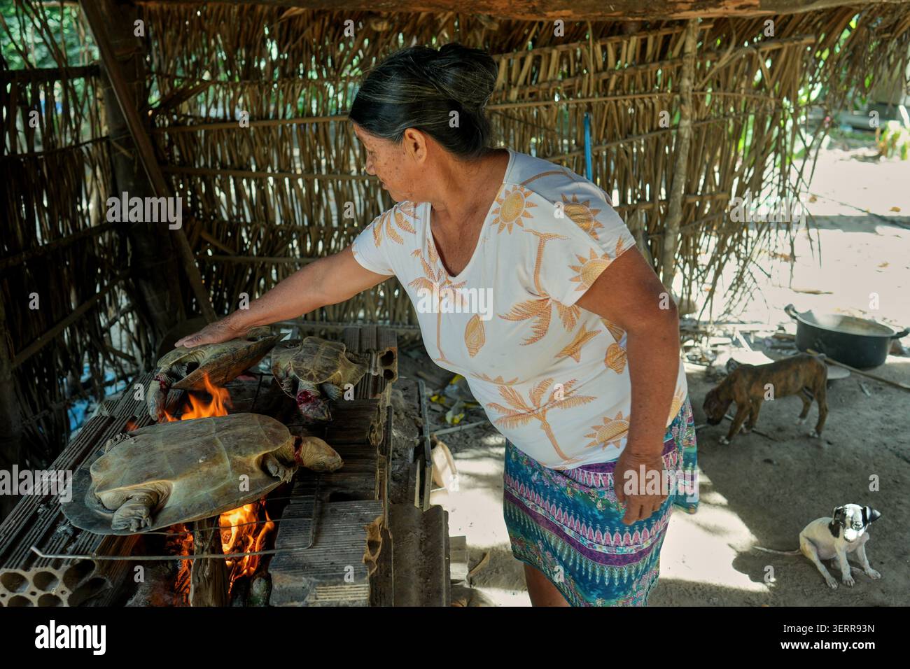 A Javae Indigenous woman roasts turtles for lunch in Boa Esperanca ...