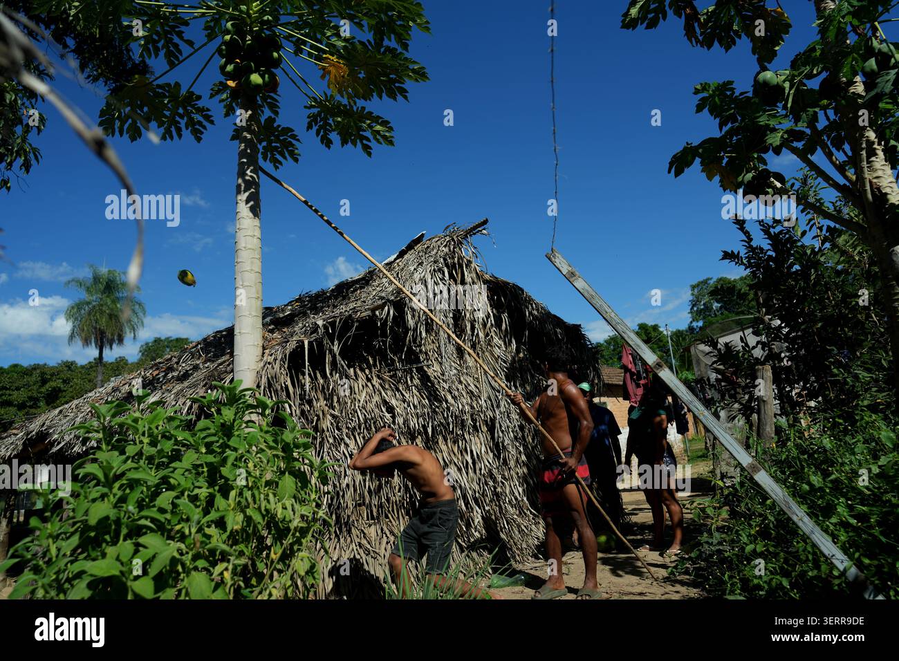 Javae Indigenous youths collect papayas from a tree at the Txuiri ...