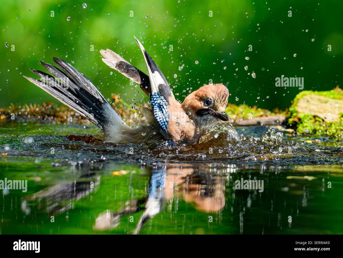 A young jay (Garrulus glandarius) cools off in the water in Sieversdorf ...