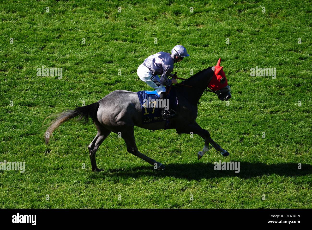 Tavana ridden by Cieren Fallon goes to post ahead of the Sandringham ...