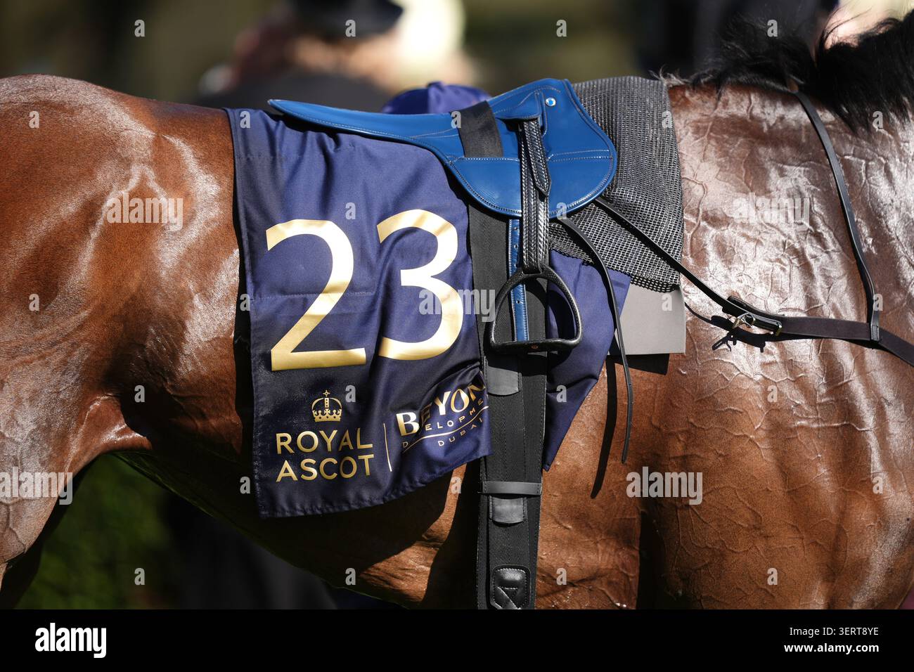 Close up of horse Symbol Of Majesty after The Sandringham Stakes on day ...