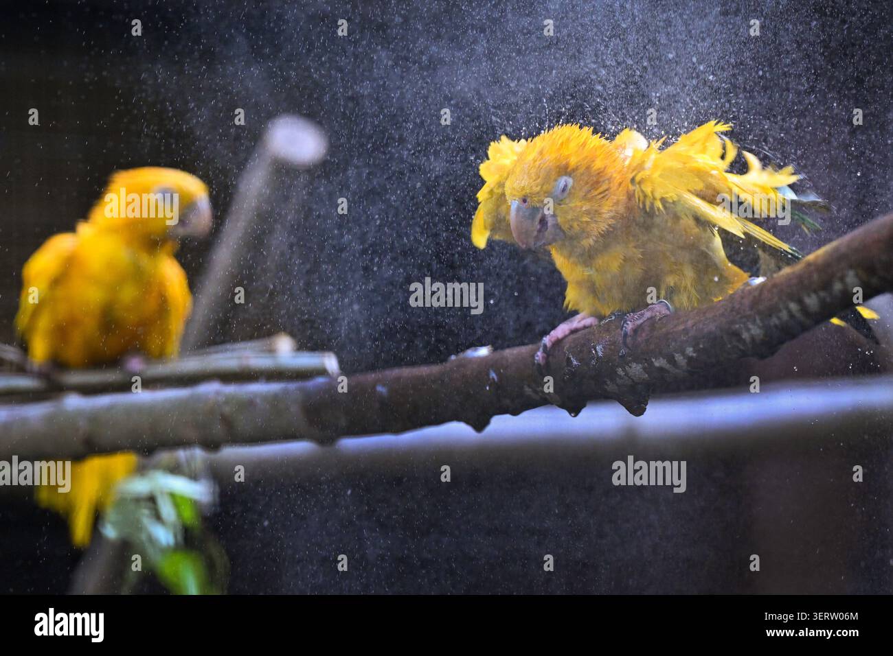 A Golden Parakeet parrot (Guarouba guarouba) cools off in a mist shower ...