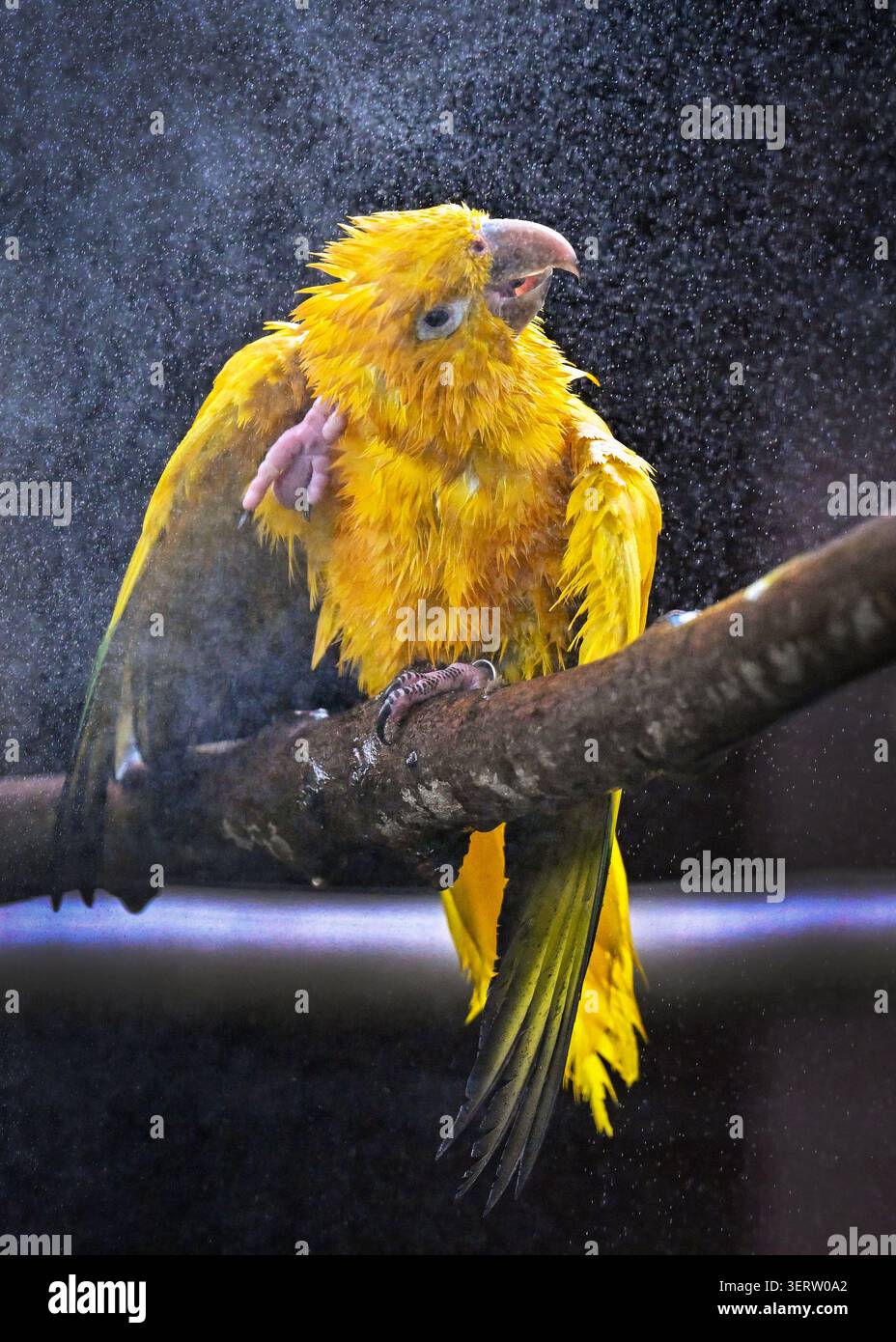 A Golden Parakeet parrot (Guarouba guarouba) cools off in a mist shower ...