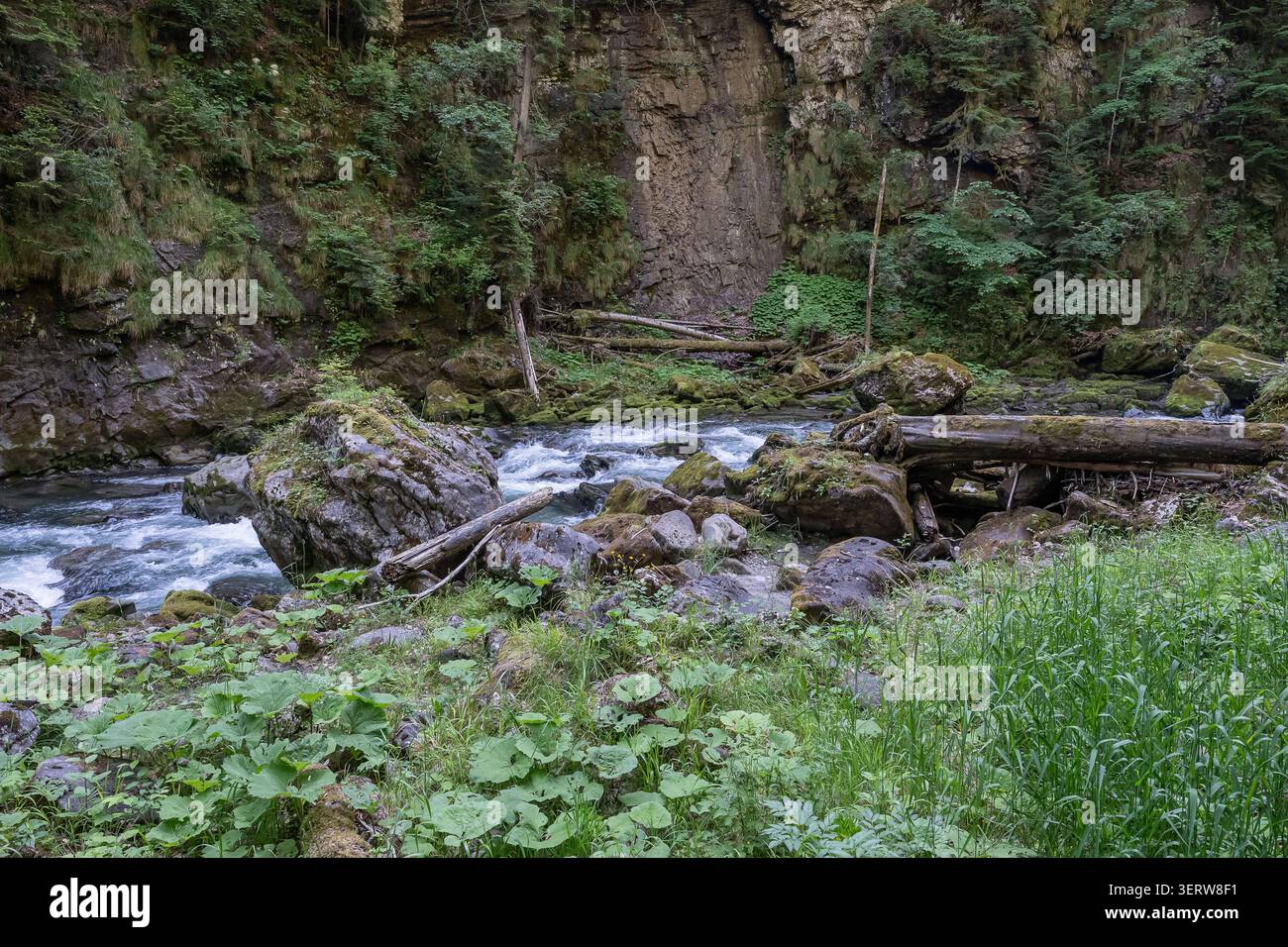 Bruchholz in der Klamm Themenbild Natur, Wanderung durch die ...