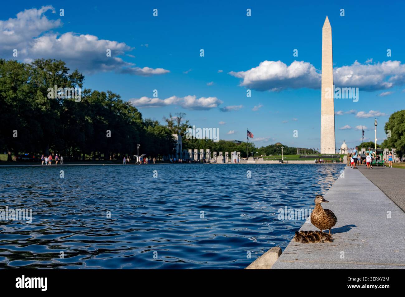 A duck and her ducklings stand by the side of the reflecting pool in ...