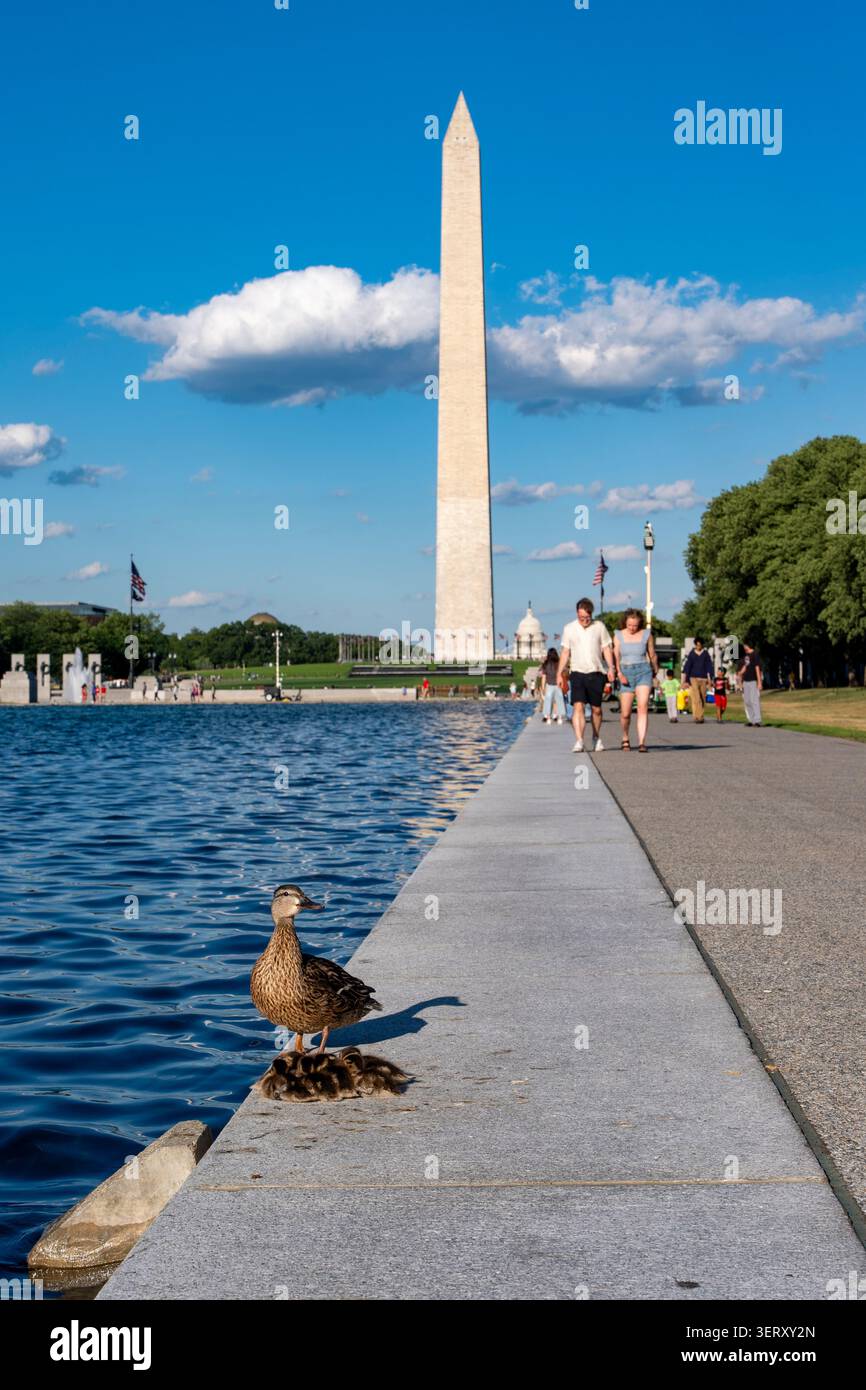 A duck and her ducklings stand by the side of the reflecting pool in ...