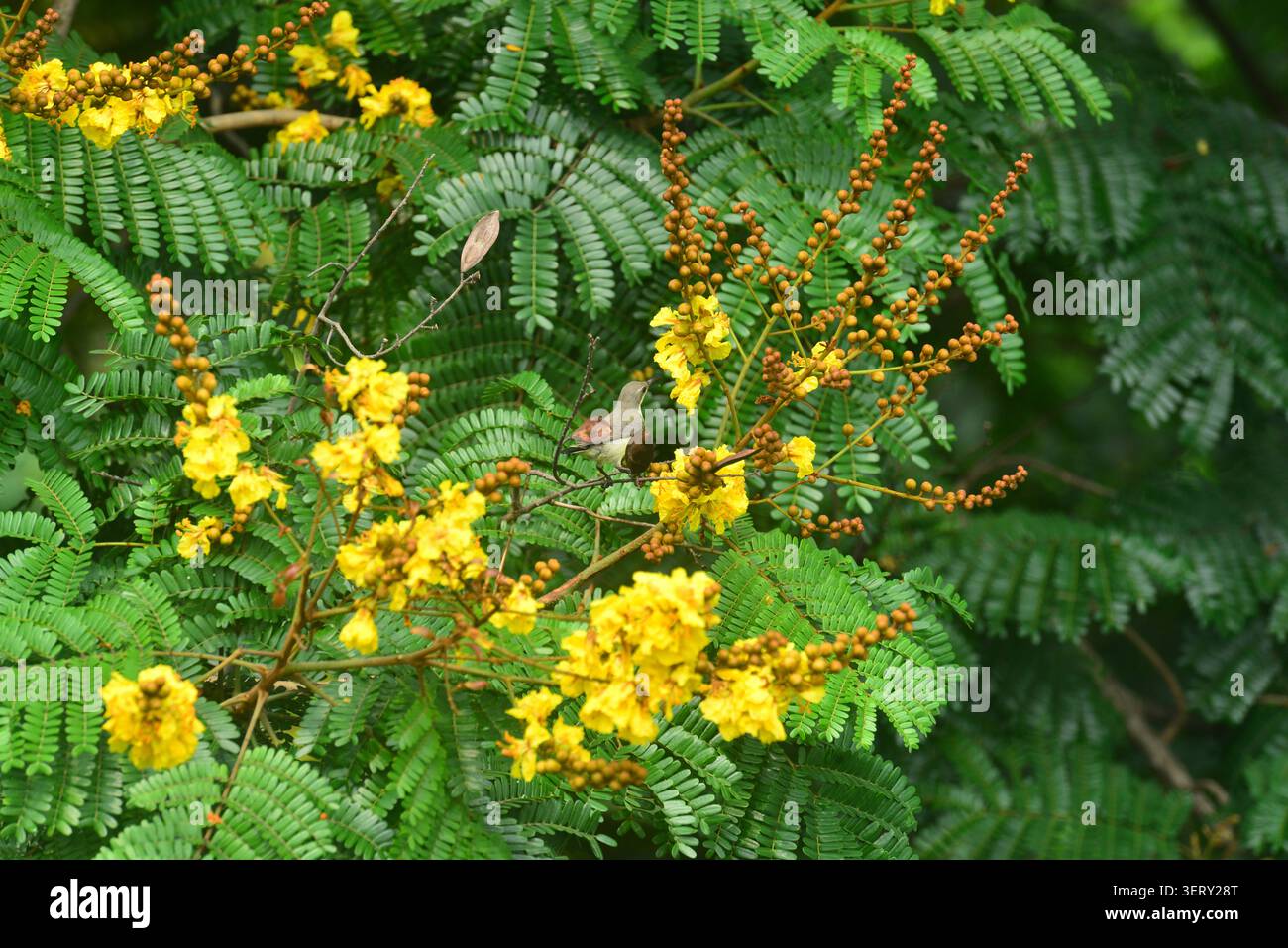 June 20, 2026, Siliguri, West Bengal, India: A Garden Sunbird sits on a ...