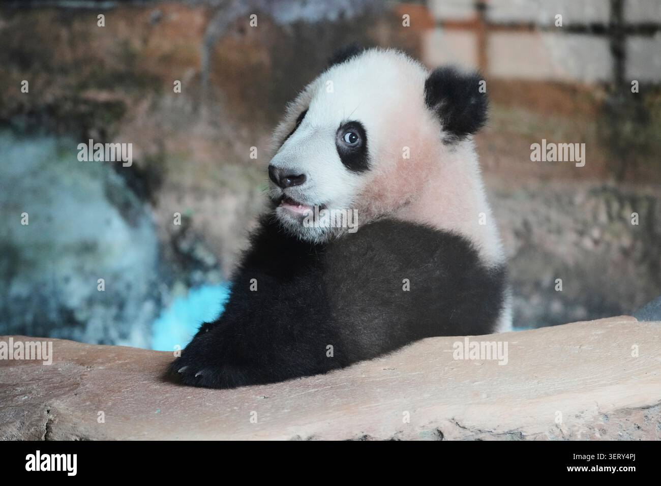 Satrio Wiratama, nicknamed "Rio", the first giant panda cub born in ...