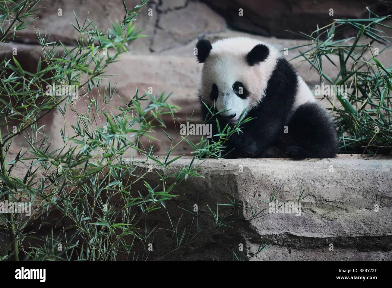Satrio Wiratama, nicknamed "Rio," the first giant panda cub born in ...