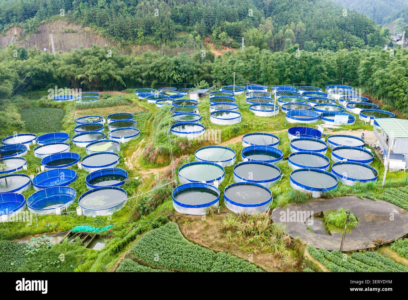 GUIGANG, CHINA - JUNE 19, 2026 - A land-based standardized aquaculture ...