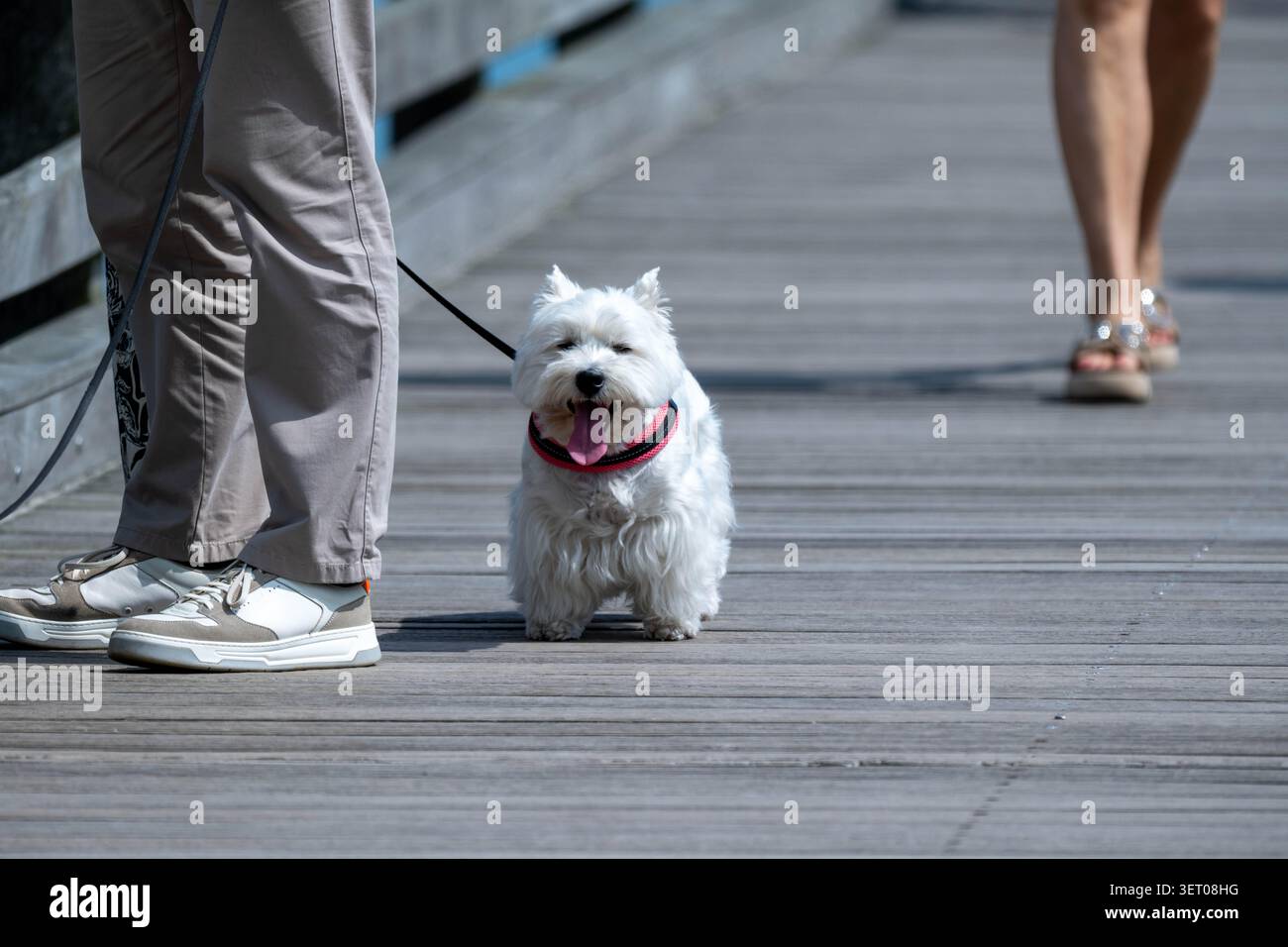 dpatop - 20 June 2026, Mecklenburg-Western Pomerania, Binz: A dog is ...