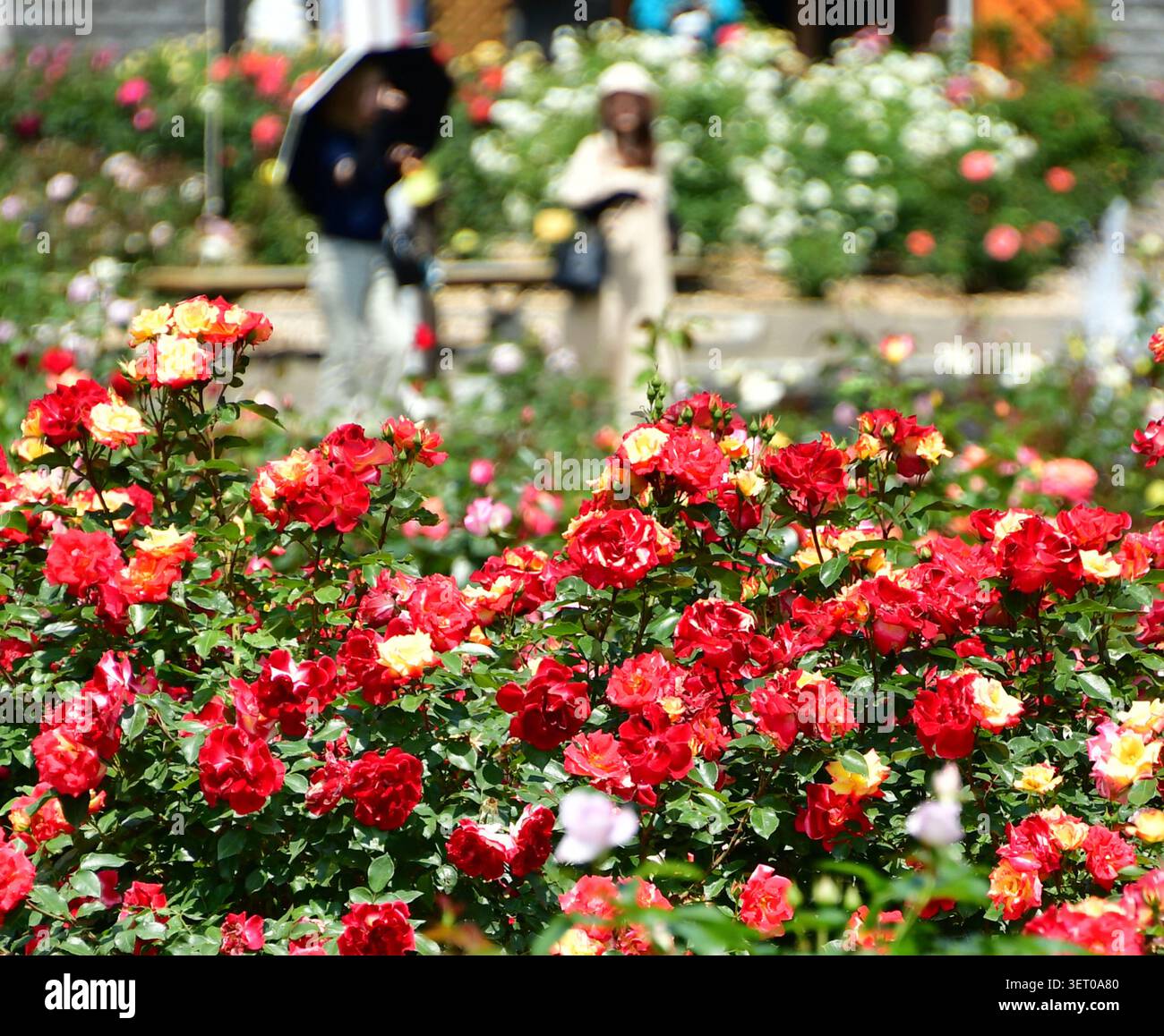 Rose flowers are at their best in Chippubetsu Town, Hokkaido, northern ...