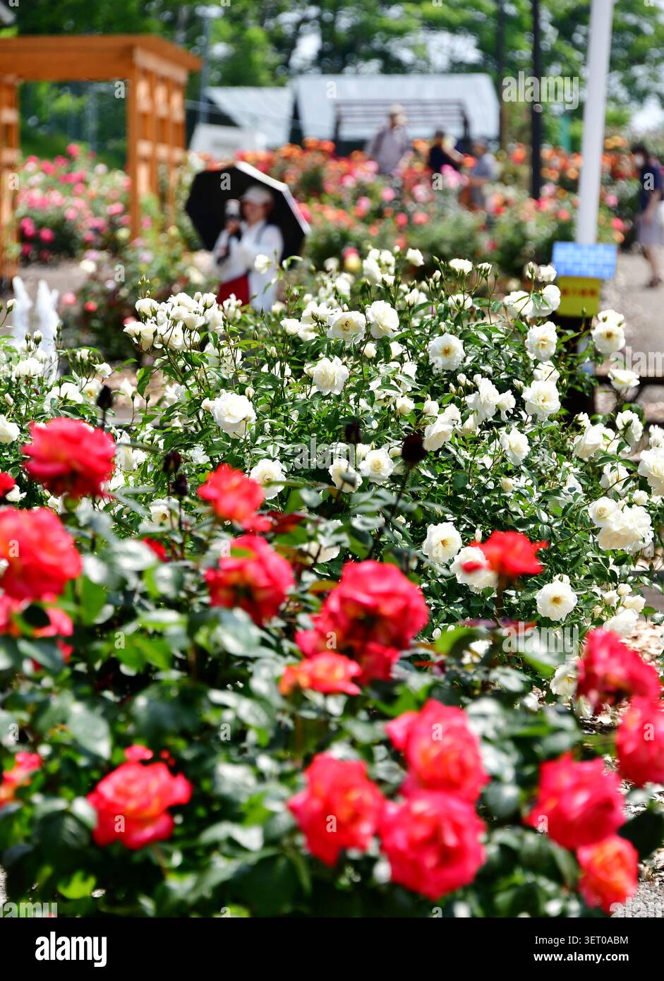 Rose flowers are at their best in Chippubetsu Town, Hokkaido, northern ...