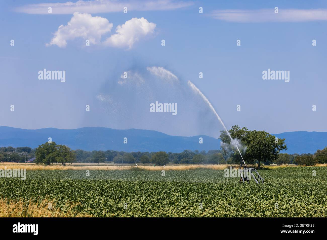 20 June 2026, Baden-Württemberg, Ihringen: A sprinkler system is ...