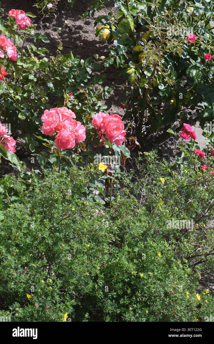 Copenhagen/Denmark /20 june JUNE 2026/roses flowers and rose plants in ...