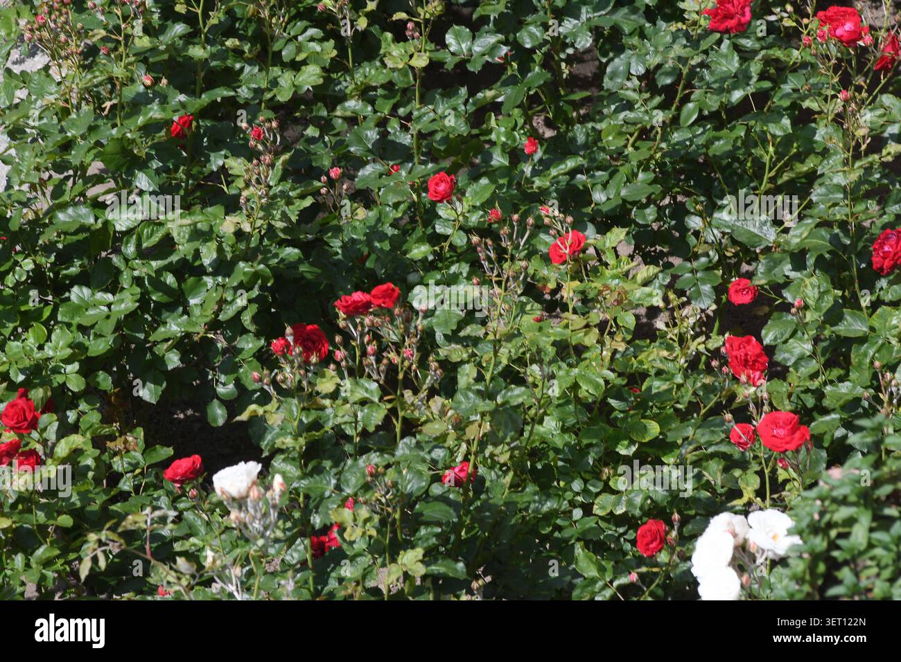 Copenhagen/Denmark /20 june JUNE 2026/roses flowers and rose plants in ...