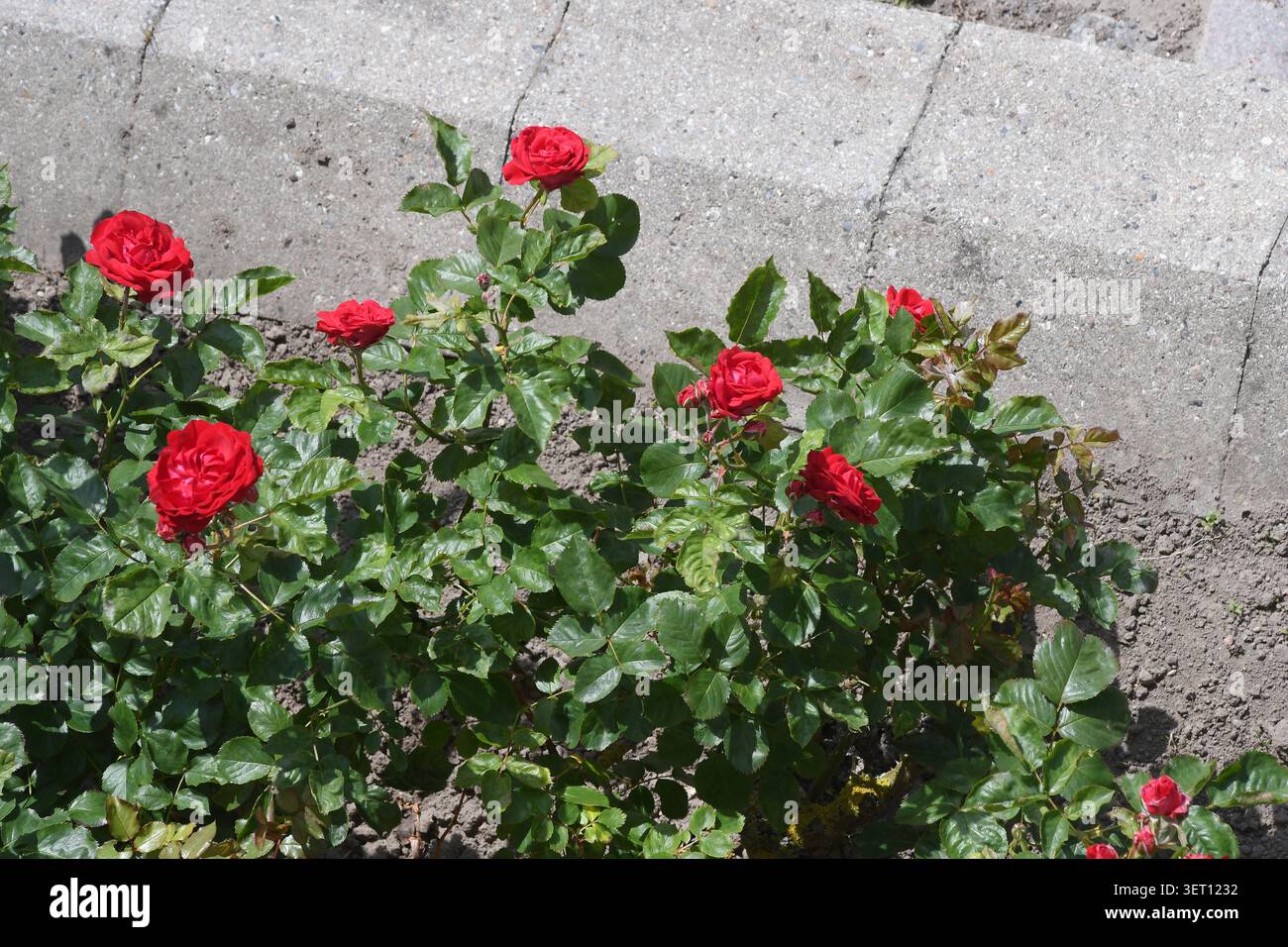 Copenhagen/Denmark /20 june JUNE 2026/roses flowers and rose plants in ...