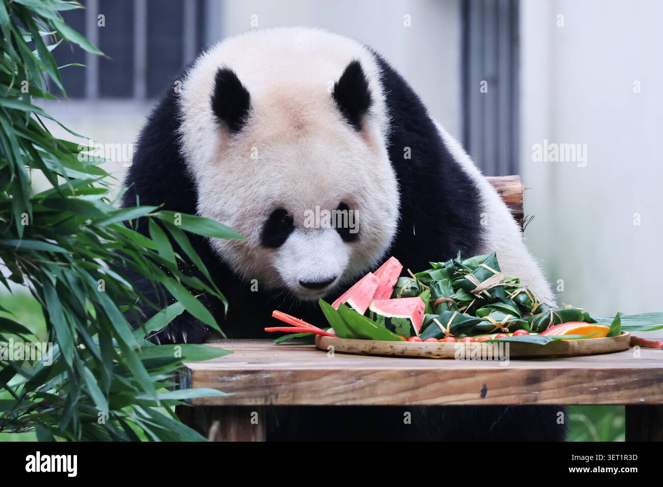 Giant pandas eat special zongzi prepared by Chongqing Zoo staff during ...
