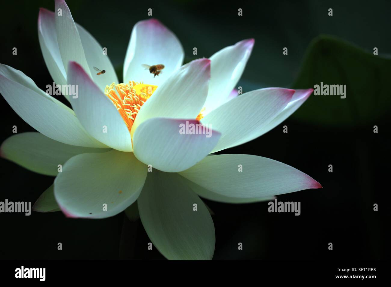 White lotuses bloom in Chuxiu Park of Huaian, east China's Jiangsu ...