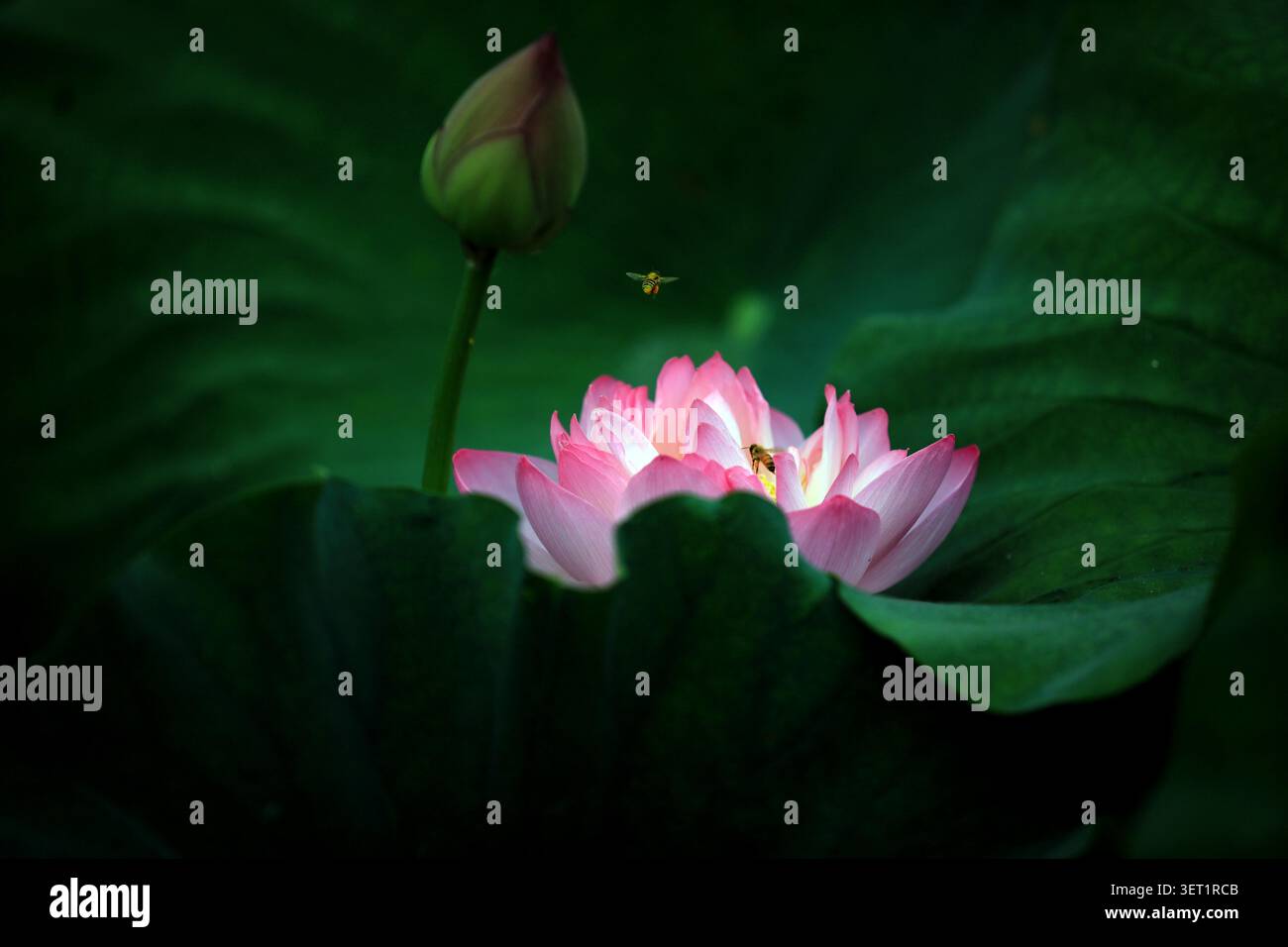 Lotus flowers bloom at Chuxiu Park in Huai'an, east China's Jiangsu ...