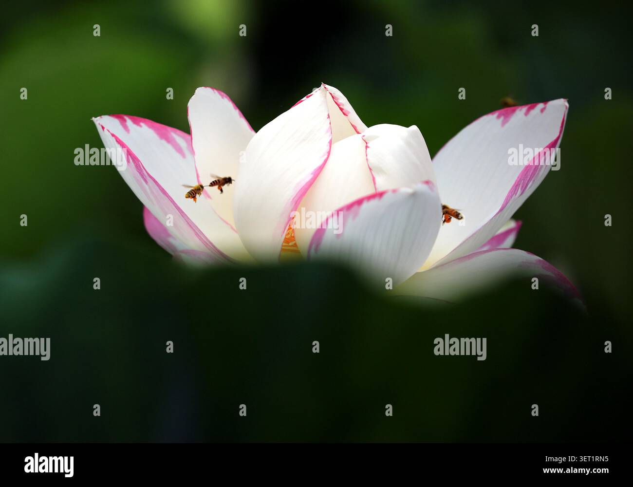White lotuses bloom in Chuxiu Park of Huaian, east China's Jiangsu ...