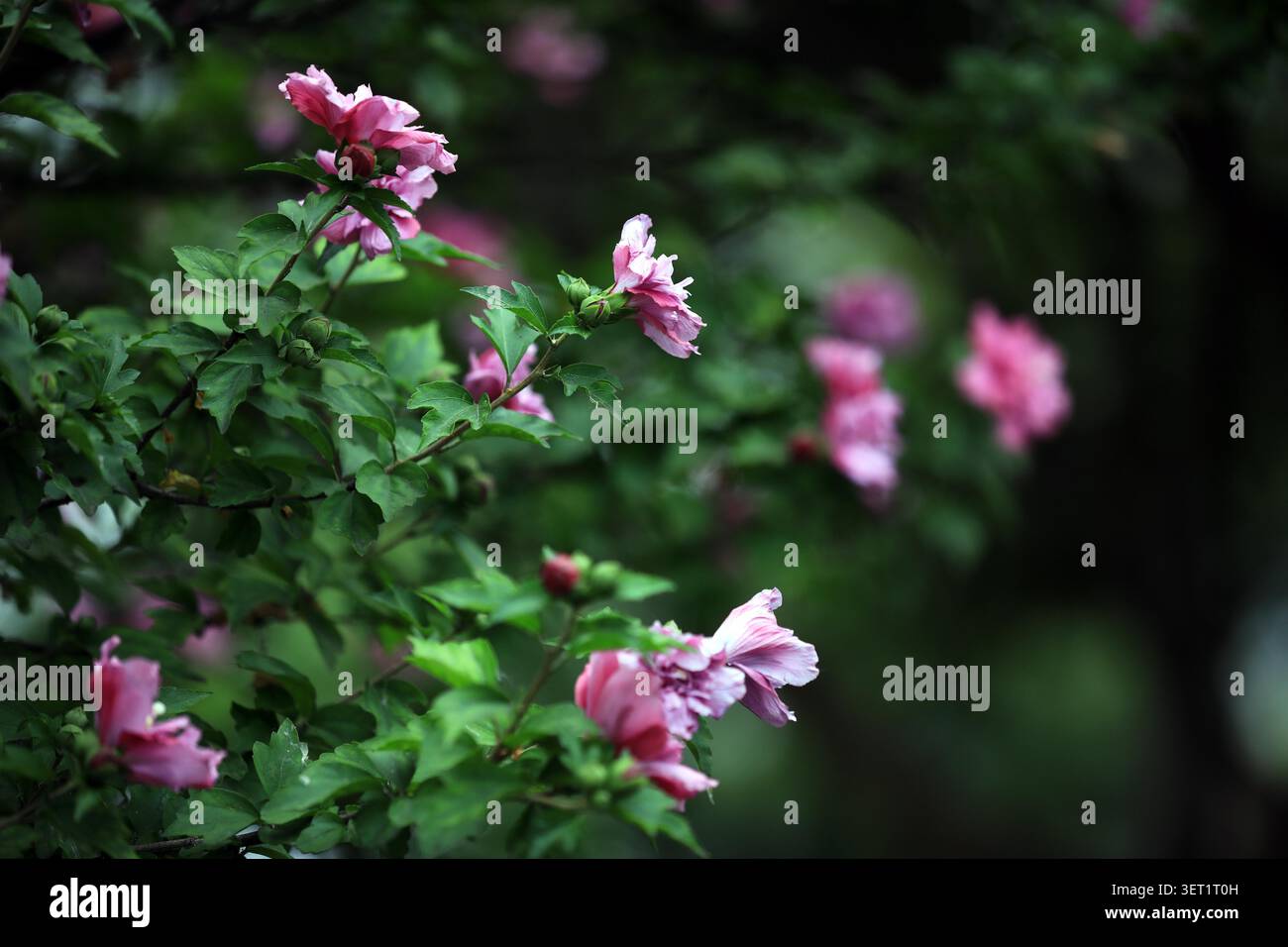 Hibiscus flowers bloom along the ancient Yellow River in Huaian, east ...