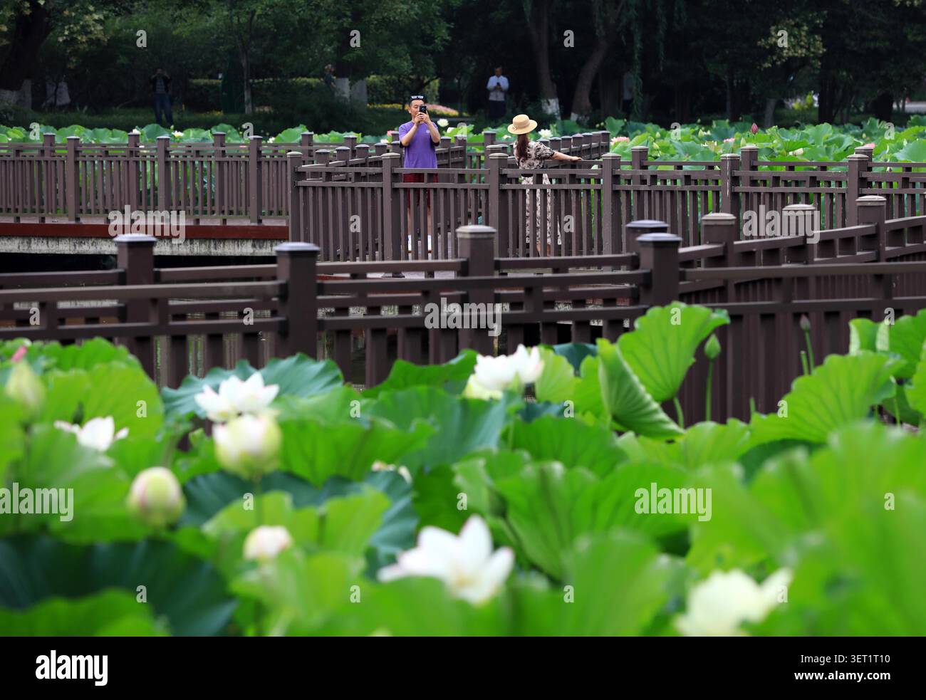 Lotus flowers bloom at Chuxiu Park in Huai'an, east China's Jiangsu ...
