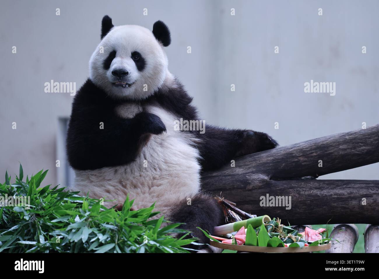 Giant pandas eat special zongzi prepared by Chongqing Zoo staff during ...