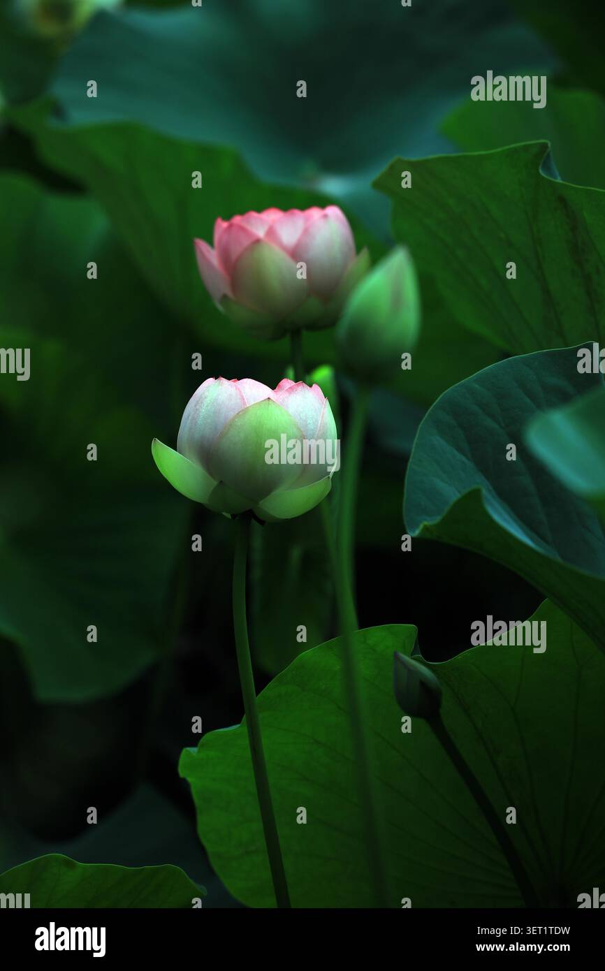 Lotus flowers bloom at Chuxiu Park in Huai'an, east China's Jiangsu ...