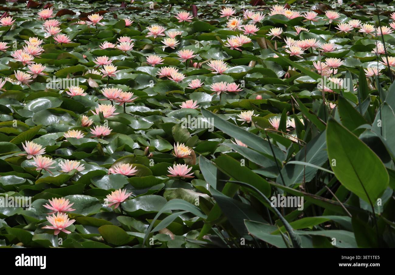 Water lilies bloom at Yingyue Tan Ecological Park in Yuxi, Yunnan ...