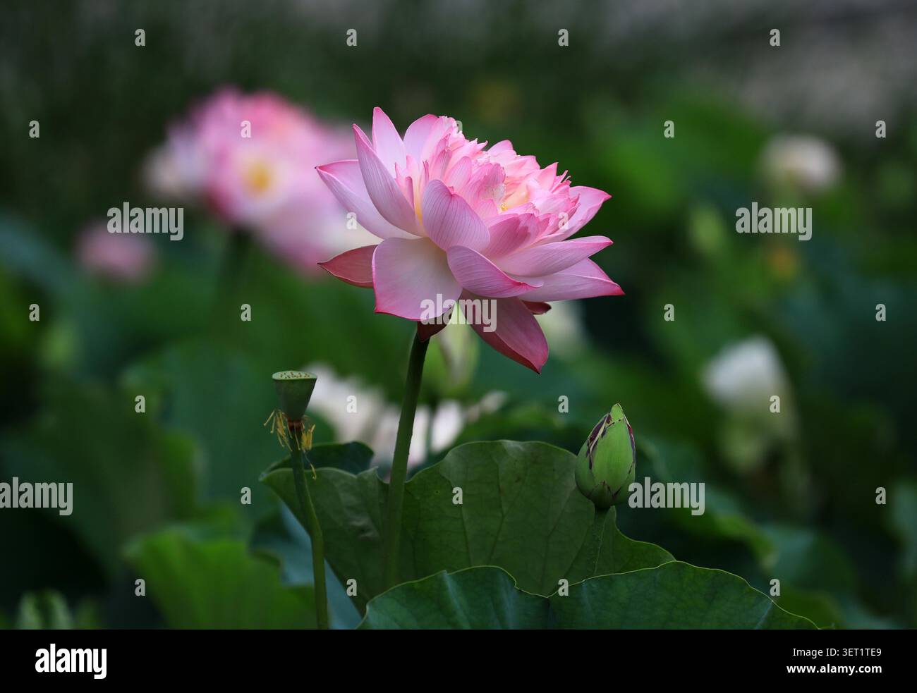 Lotus flowers bloom at Chuxiu Park in Huai'an, east China's Jiangsu ...