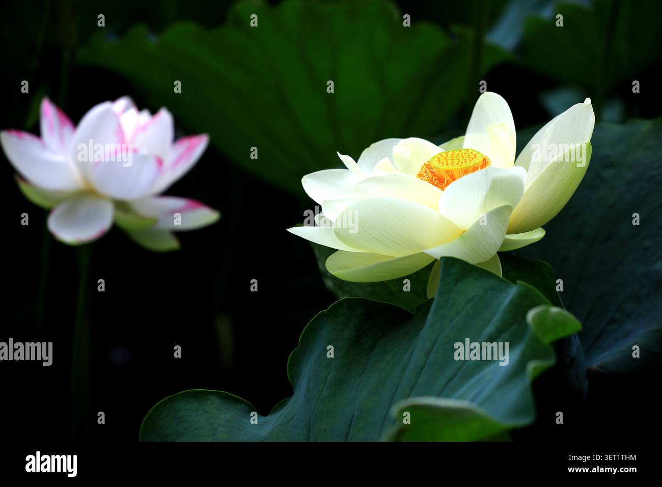 Lotus flowers bloom at Chuxiu Park in Huai'an, east China's Jiangsu ...