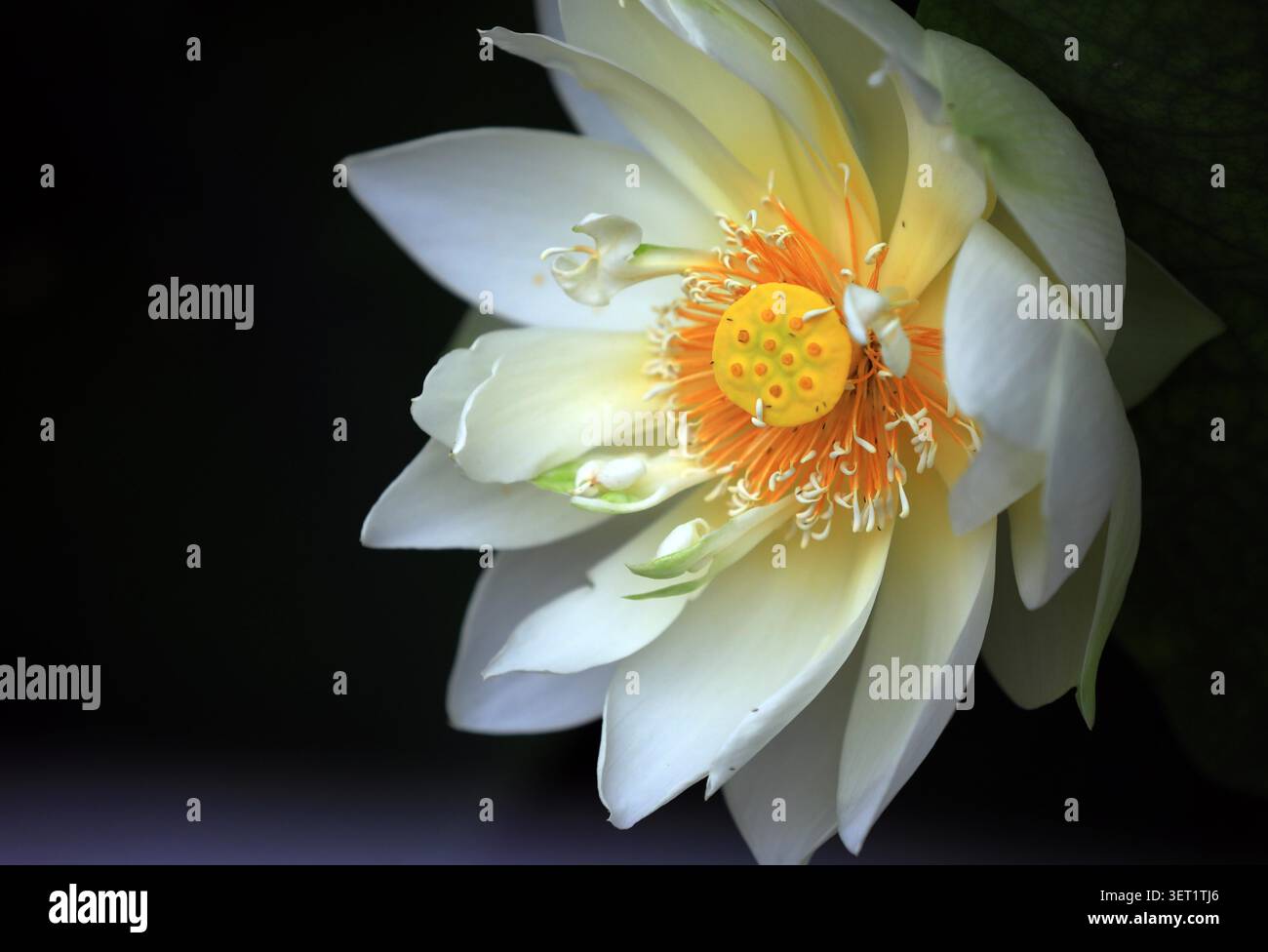 White lotuses bloom in Chuxiu Park of Huaian, east China's Jiangsu ...